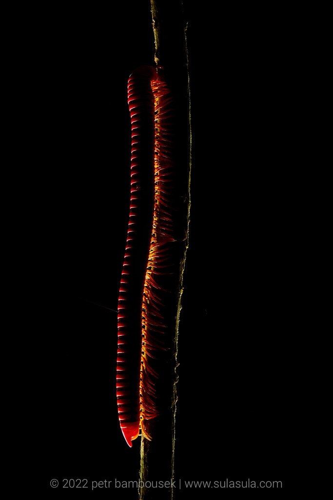 Red Millipede by Petr Bambousek / 500px