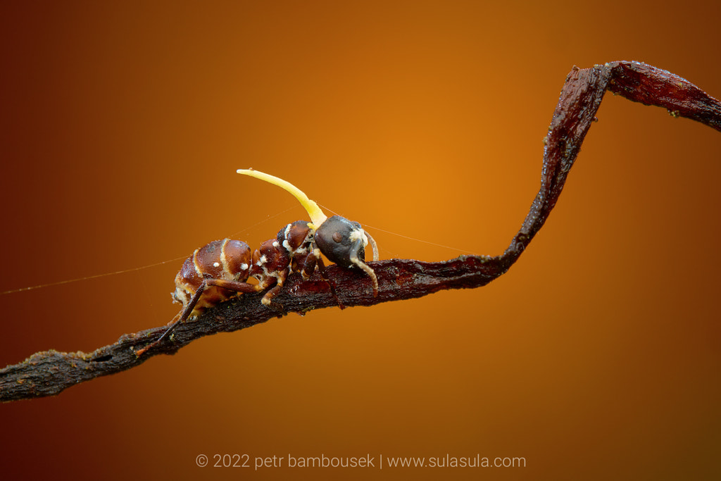 Cordyceps attack to Ant by Petr Bambousek / 500px