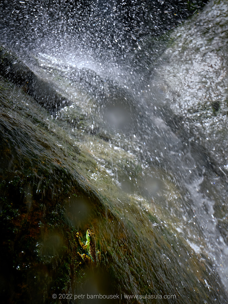 Black-spotted Rock Frog by Petr Bambousek / 500px