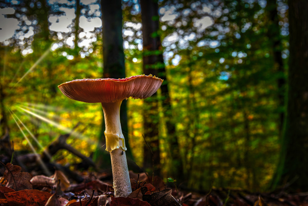 Mushroom season - toadstool in the last sunlight by dieterlauer / 500px