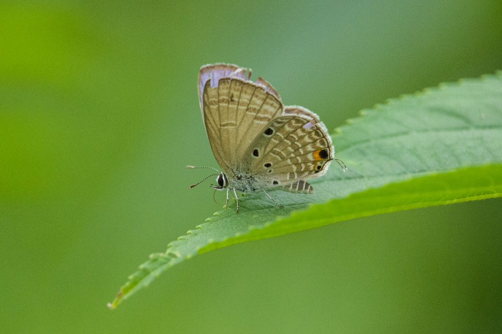 Luthrodes pandava by Shadab Ishtiyak / 500px