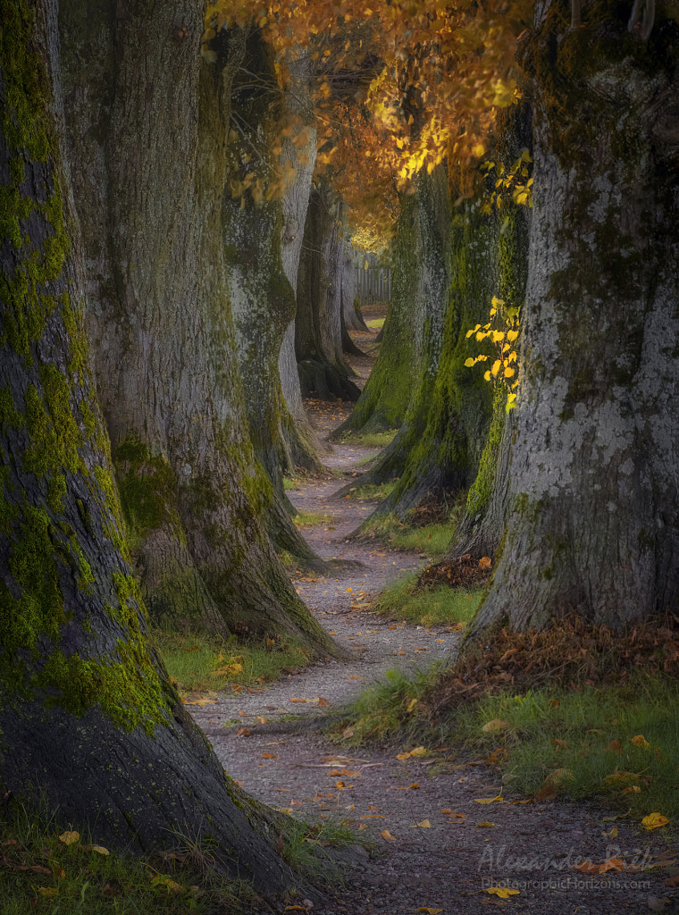 The Secret Path by Alexander Riek / 500px