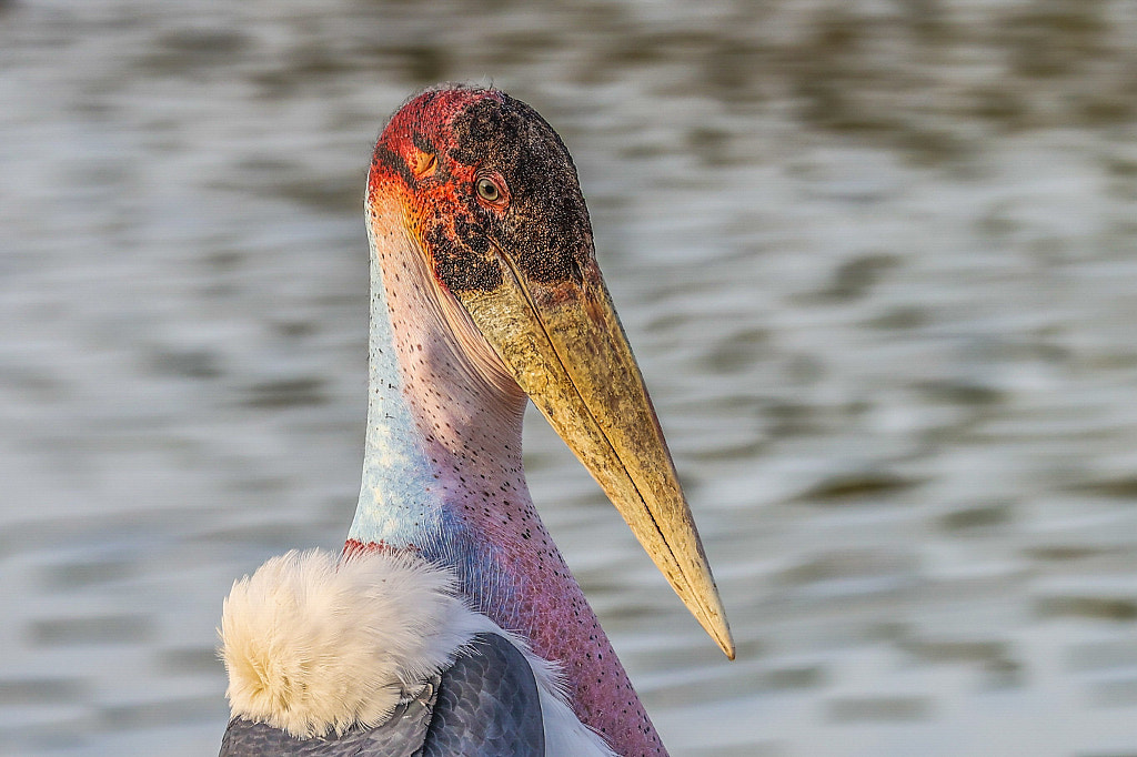 Marabou Stork by Assaf Goldberg / 500px