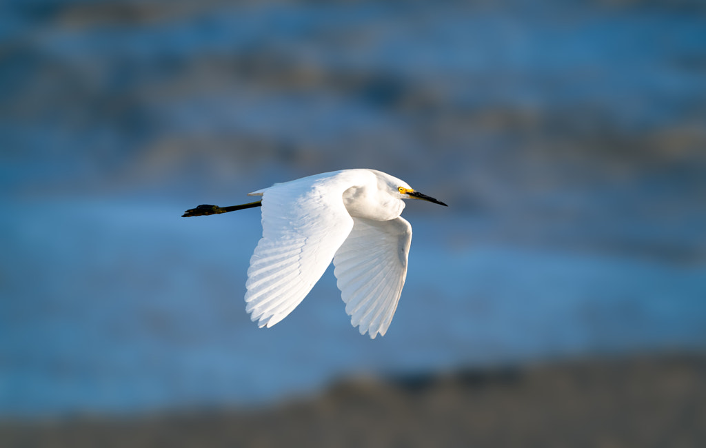 Snowy Egret! by Sushant Tripathi / 500px