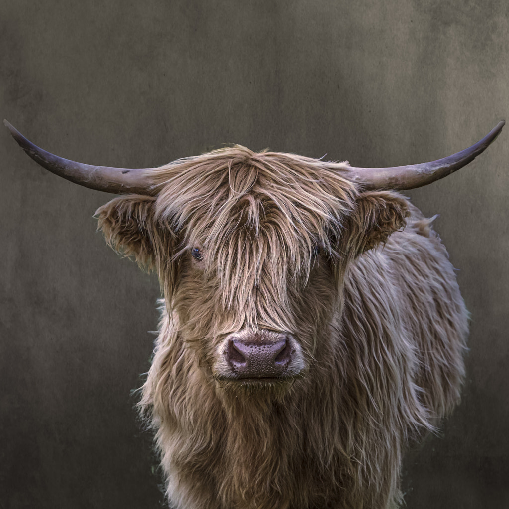Young, curious Scottish Highland Cattle by Roland Vogel / 500px