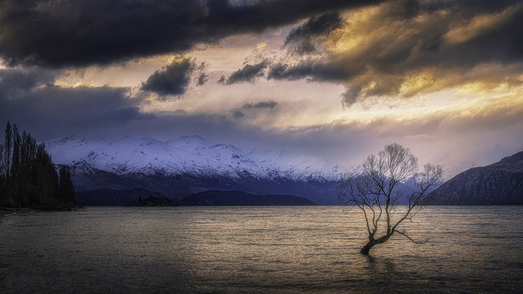 Wanaka Tree in winter by Richard Brockwell / 500px