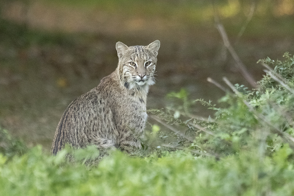 Bobcat, Connecticut, 2022 by Christopher Wisker / 500px