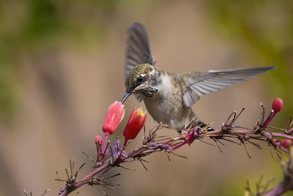 Black-chinned Hummingbird by Frank Dobrushken / 500px