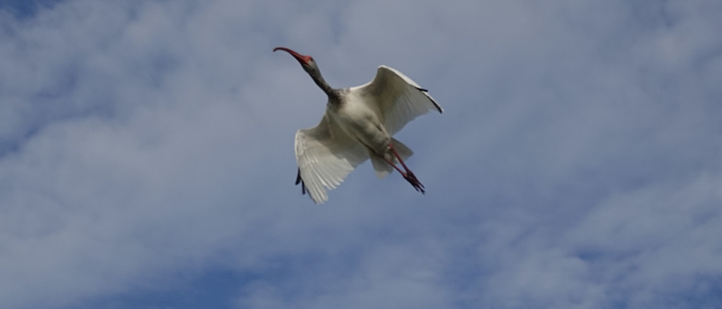 Ibis in flight by Christina Truemper / 500px