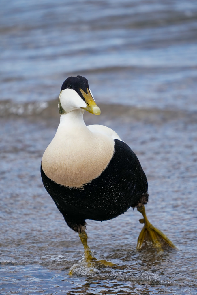Showing off, Eider duck, Firth of Forth by hennie dekker / 500px