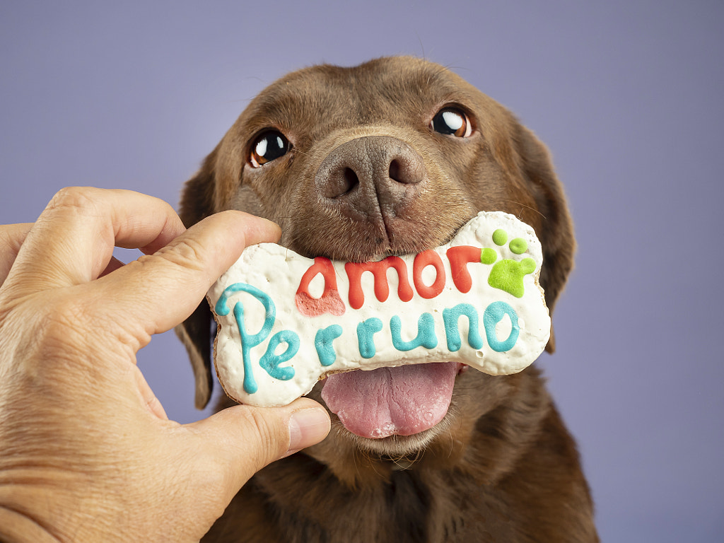 Amor perruno by Andrés López / 500px