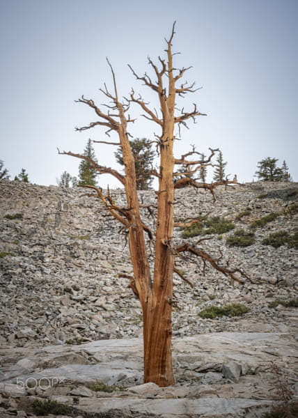 Bristlecone Pine Trees on field against clear sky by Jingmin Zhou | 500px