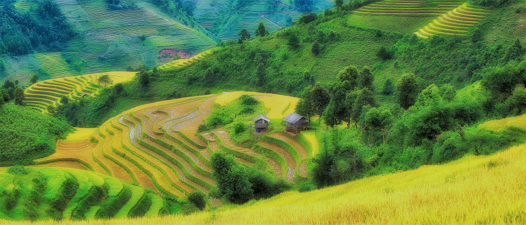 High angle view of agricultural field by Khoi Tran Duc / 500px