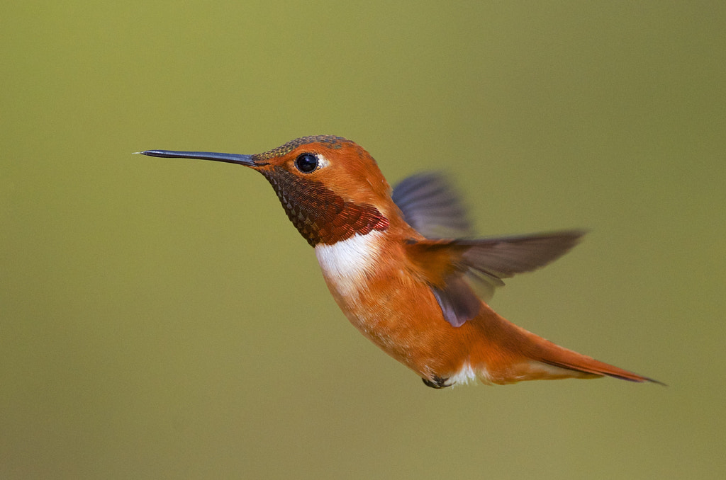 Rufous Hummingbird by Greg Drozda / 500px