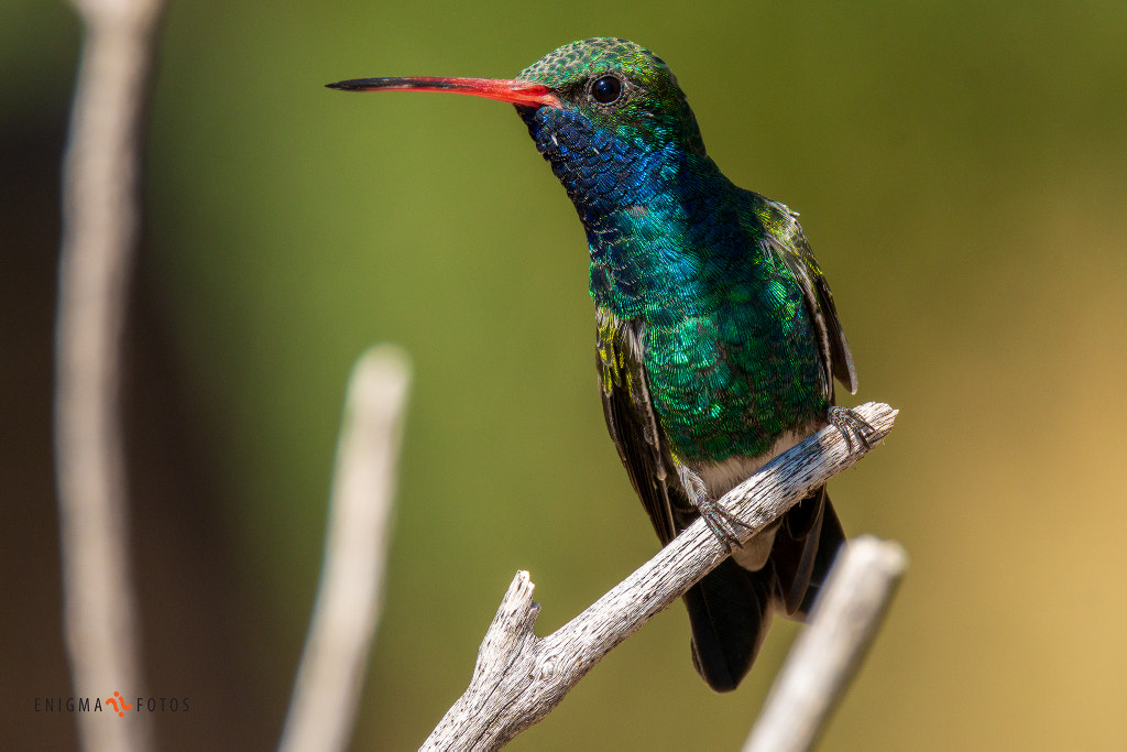 Broad-billed Hummingbird by Enigma Fotos / 500px