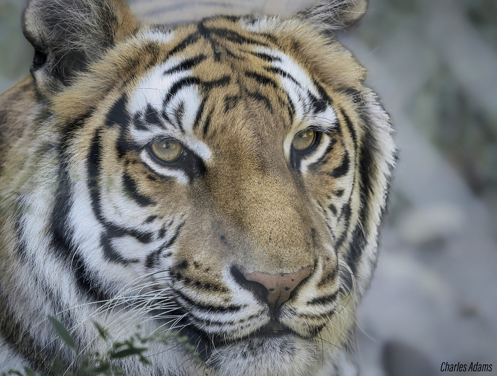 Bengal Tiger Portrait by Charles Adams / 500px