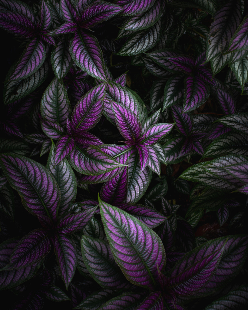 Purple chaos by Samuel Sopamena / 500px