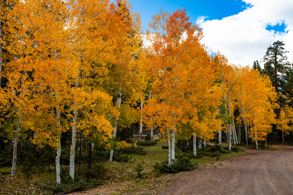 Aspen Color by Steven Miller / 500px