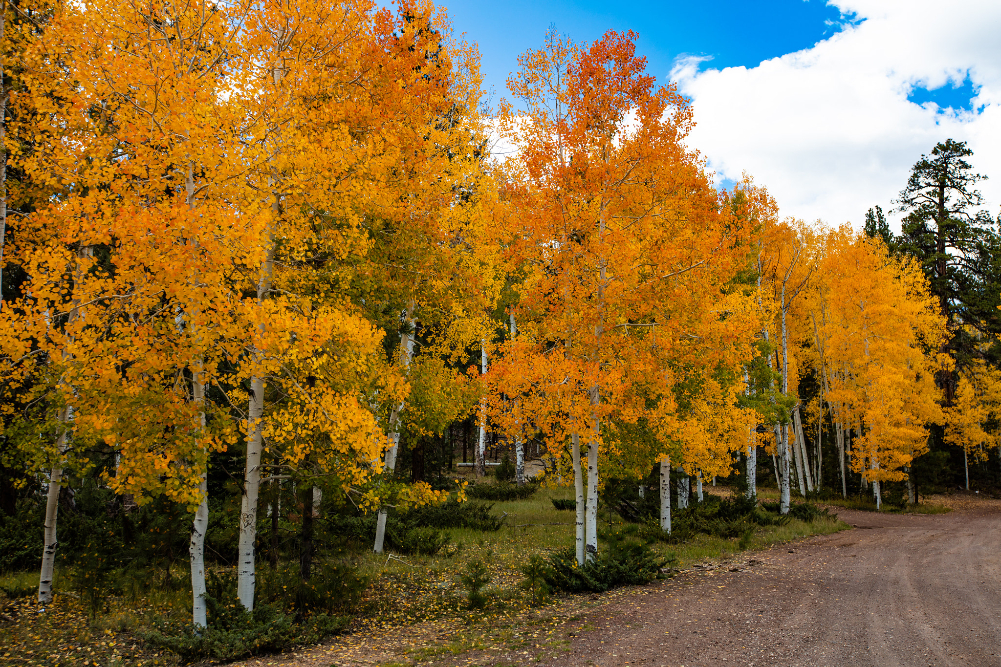 Aspen Color by Steven Miller / 500px