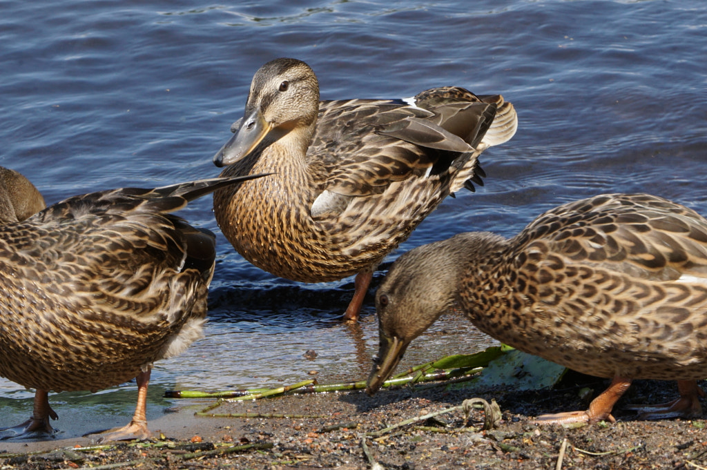 Mallard duck by Aleksei Volkov / 500px
