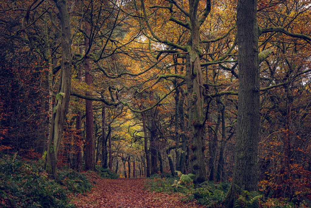 Colours of the Autumn forest by Indra Delle / 500px