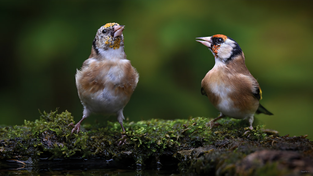 European Goldfinches. by EncroVision / 500px