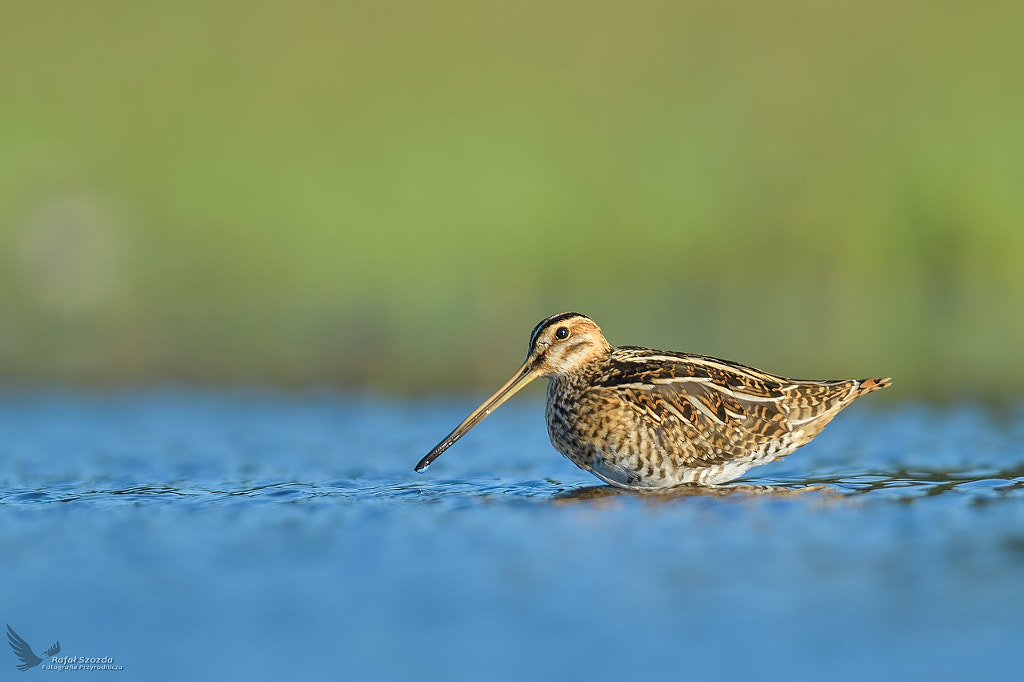 Kszyk, Common Snipe (Gallinago gallinago) ... 2022r by Rafał Szozda / 500px