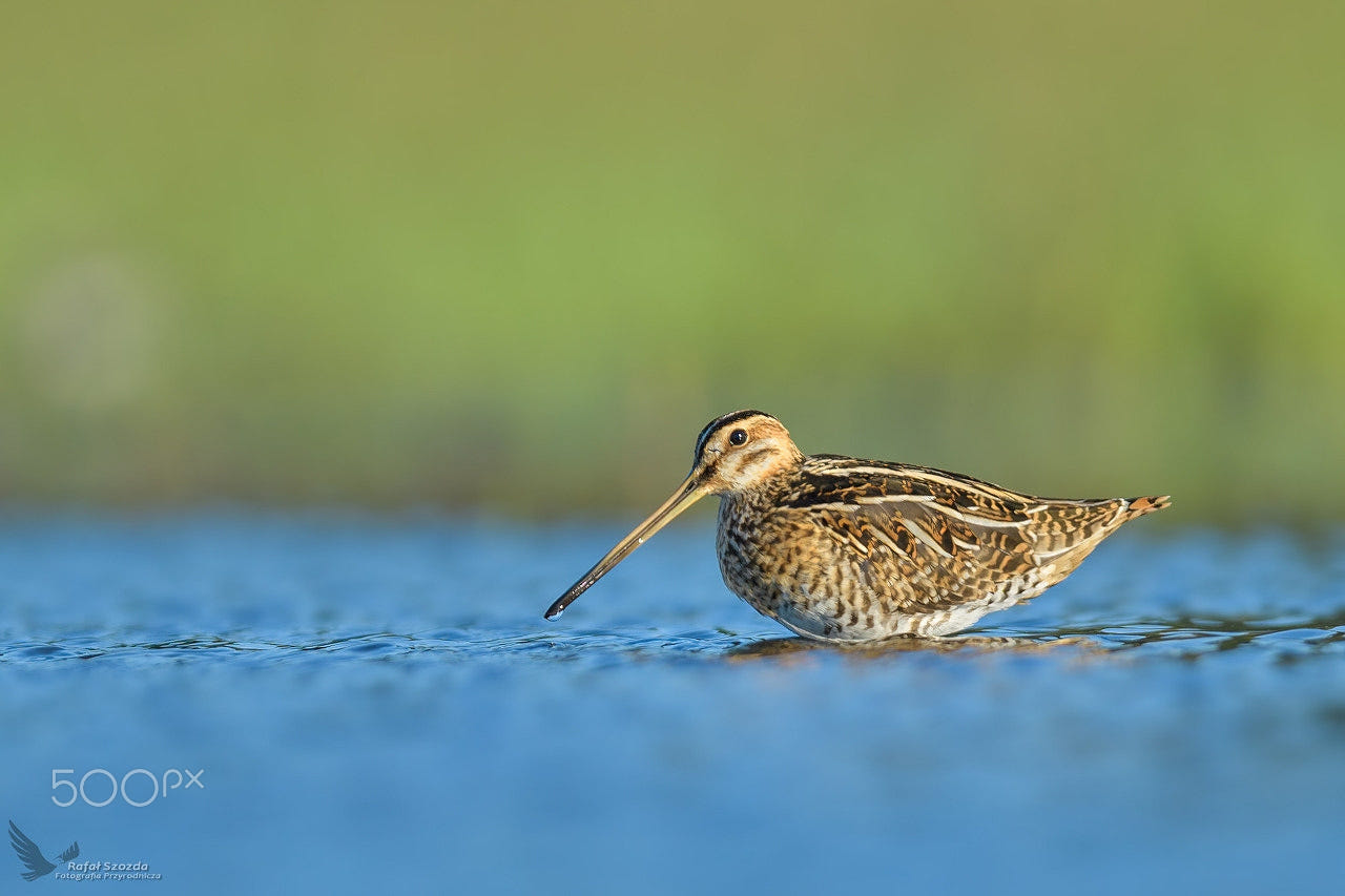 Kszyk, Common Snipe (Gallinago gallinago) ... 2022r by Rafał Szozda / 500px