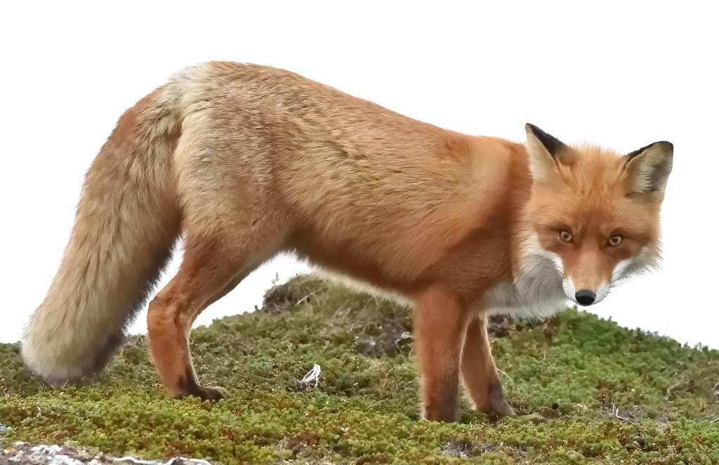 Portrait of fox standing on grassy field against sky by Hannu Koskela ...
