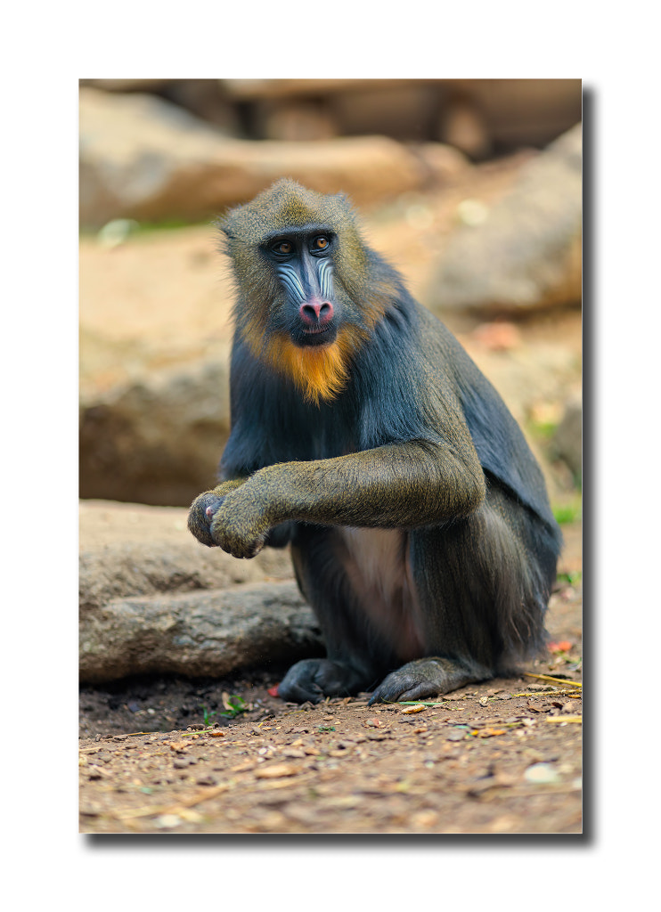 Mandrill by Enrique Martin Muñoz / 500px
