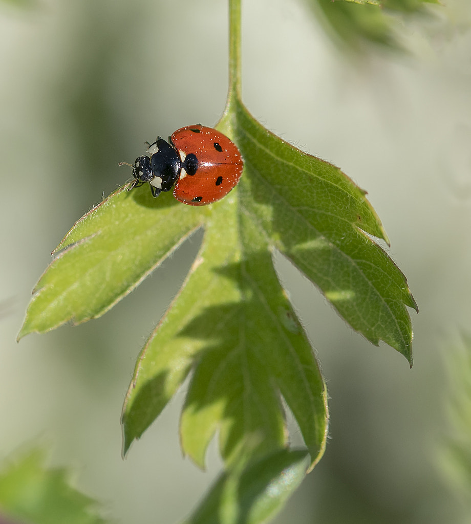 Close-up of ladybug on plant by Eva Ghersi Obrslikova / 500px