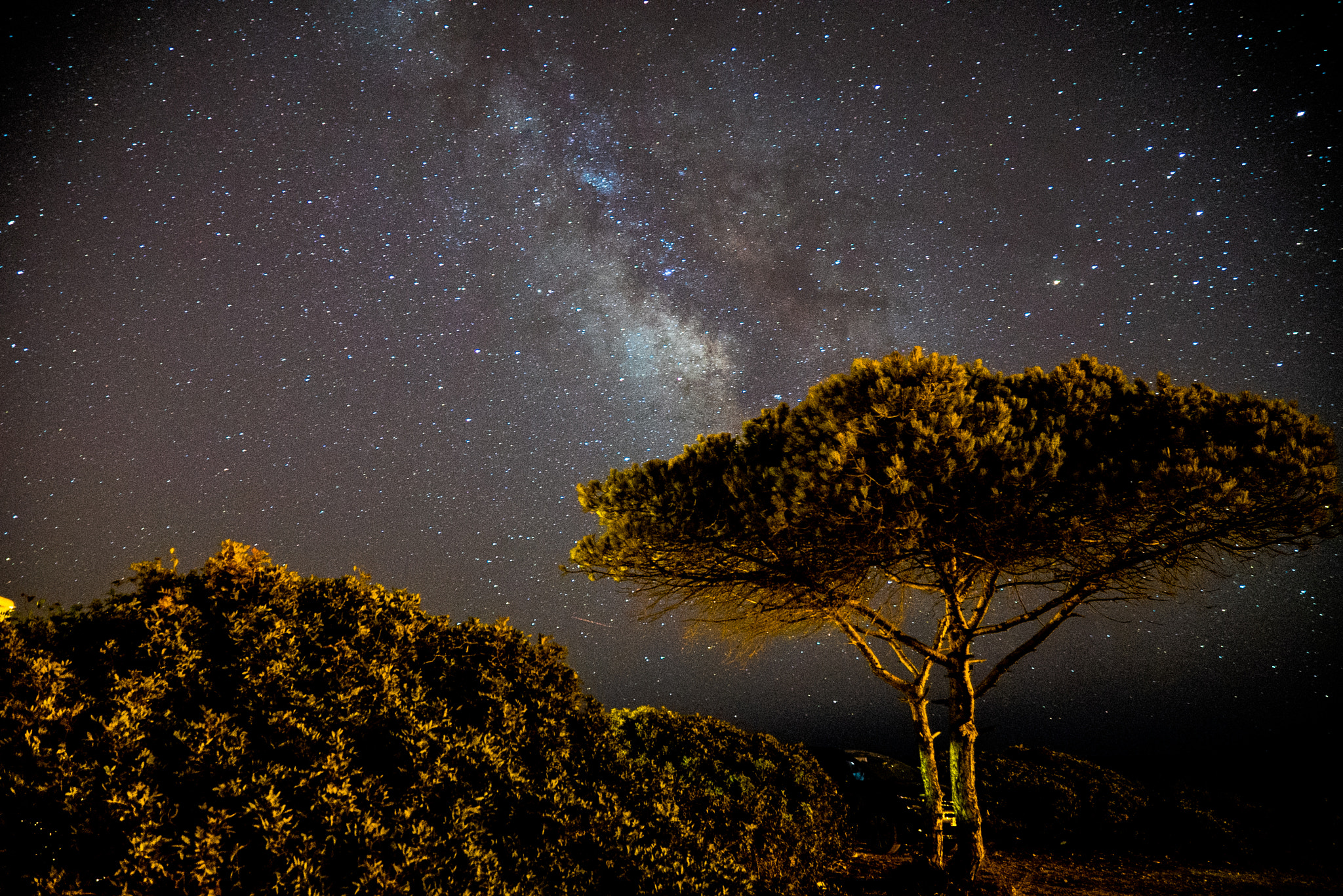 clearly visible milkyway with a touch of nature trees in 1st plan by ...