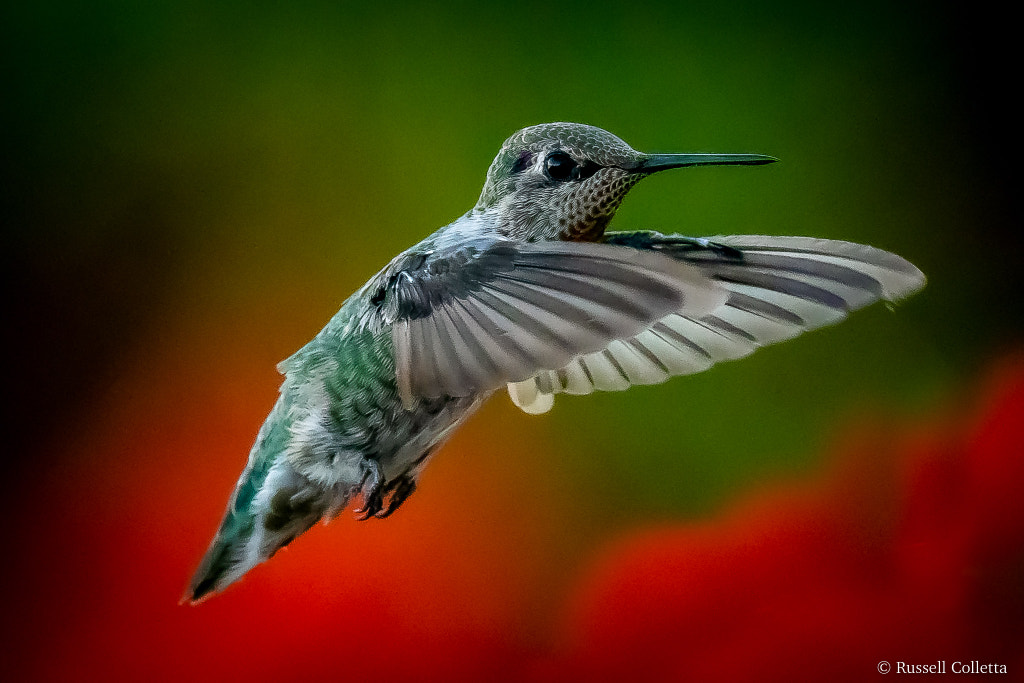 Anna's hummingbird by Russ Colletta / 500px