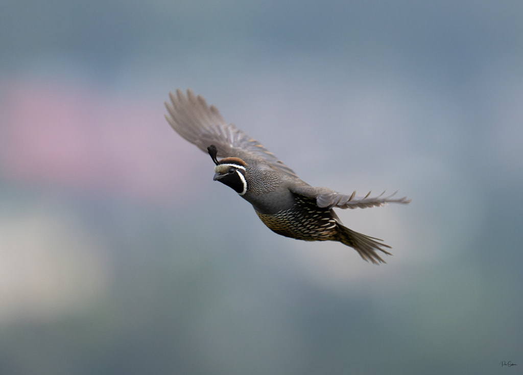 California quail in flight by Pius Sullivan / 500px