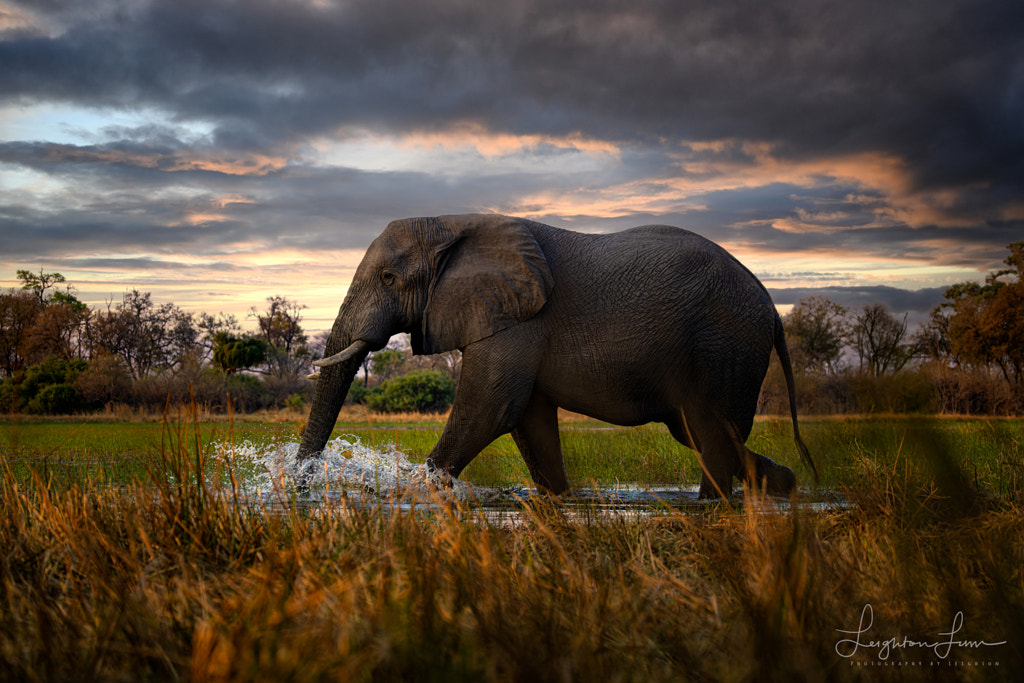 Elephants at golden hour by Leighton Lum / 500px