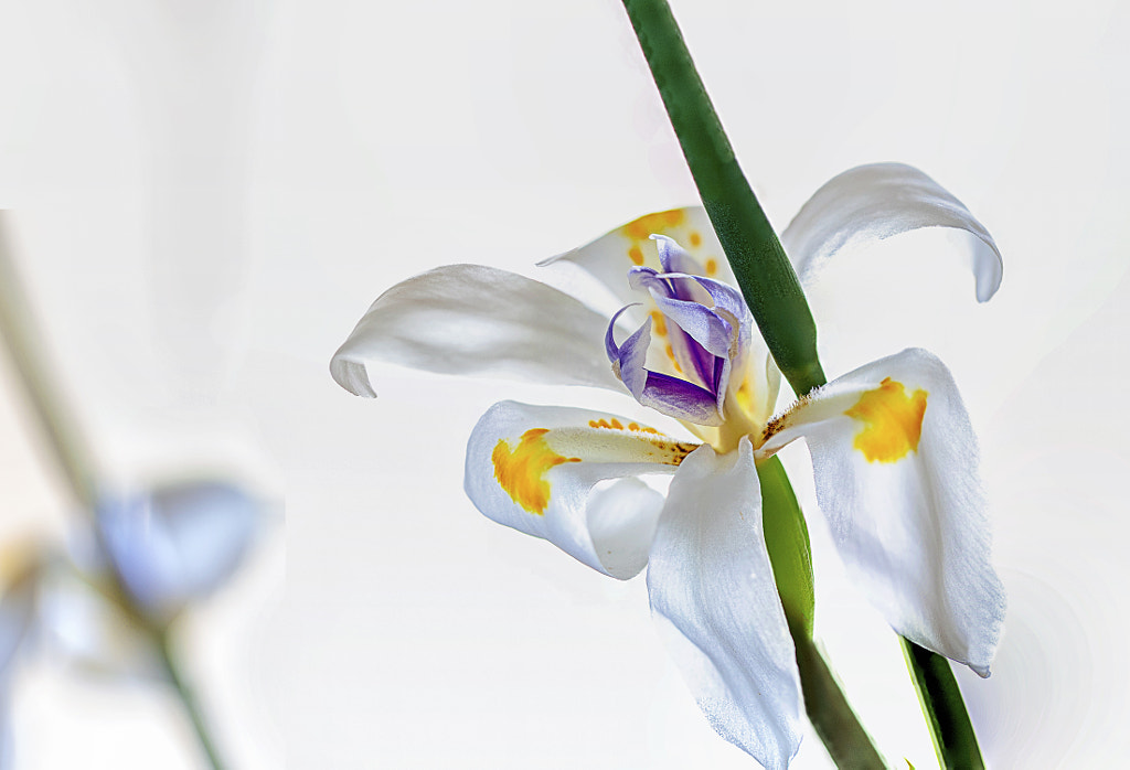 dietes grandiflora by Richard Kam / 500px