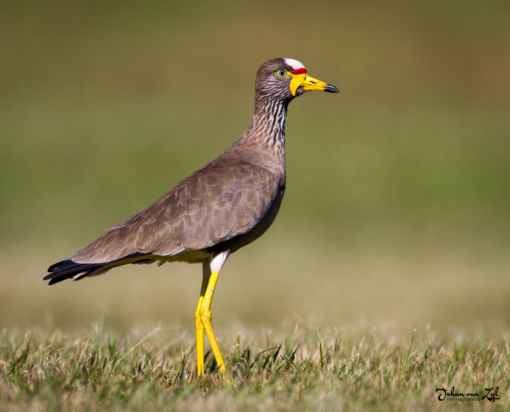 African Wattled Lapwing - Vanellus senegallus by Johan van Zyl / 500px