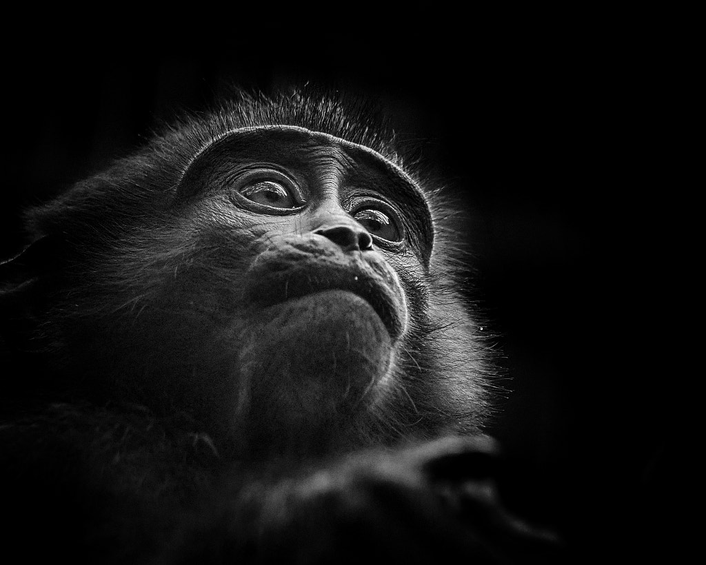 boti monkey by Endra Agust / 500px