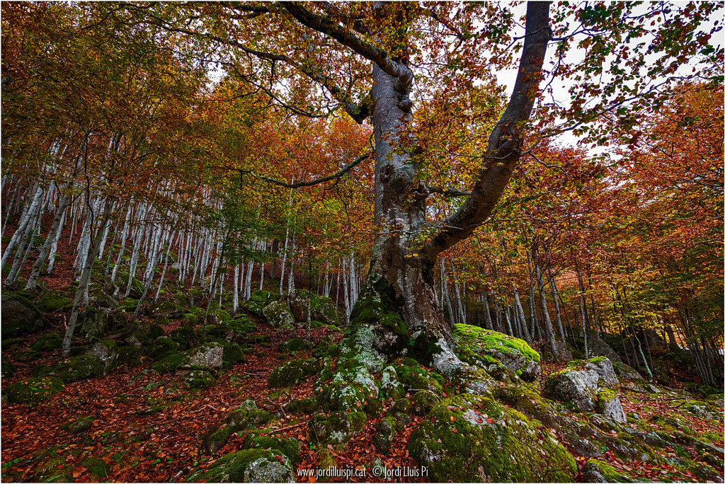 Autumn colors by Jordi Lluís Pi / 500px