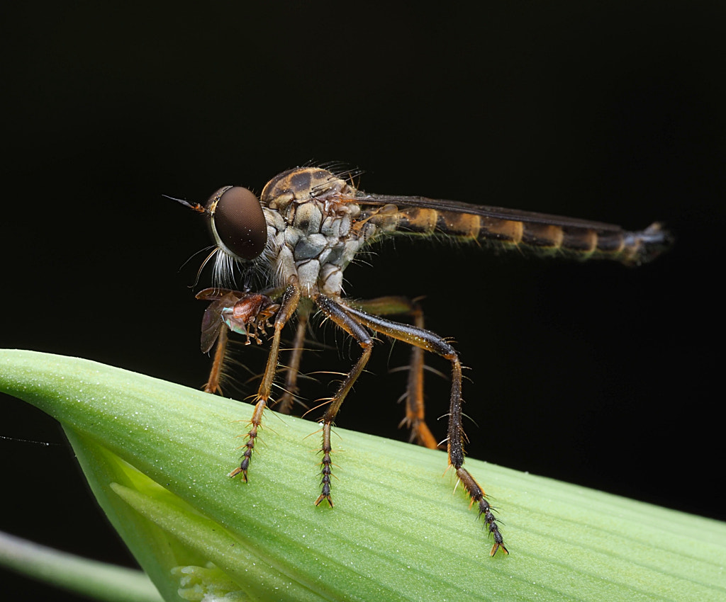 Robber fly and tiny prey! by Tom Musson / 500px