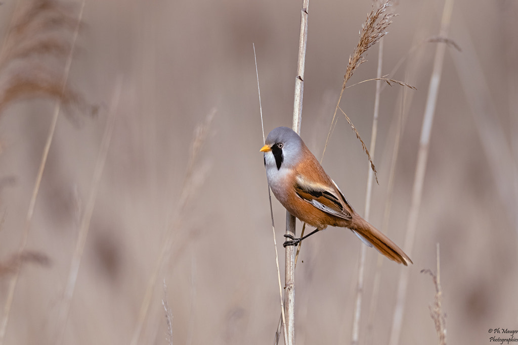 Panure by philippe Mauger / 500px