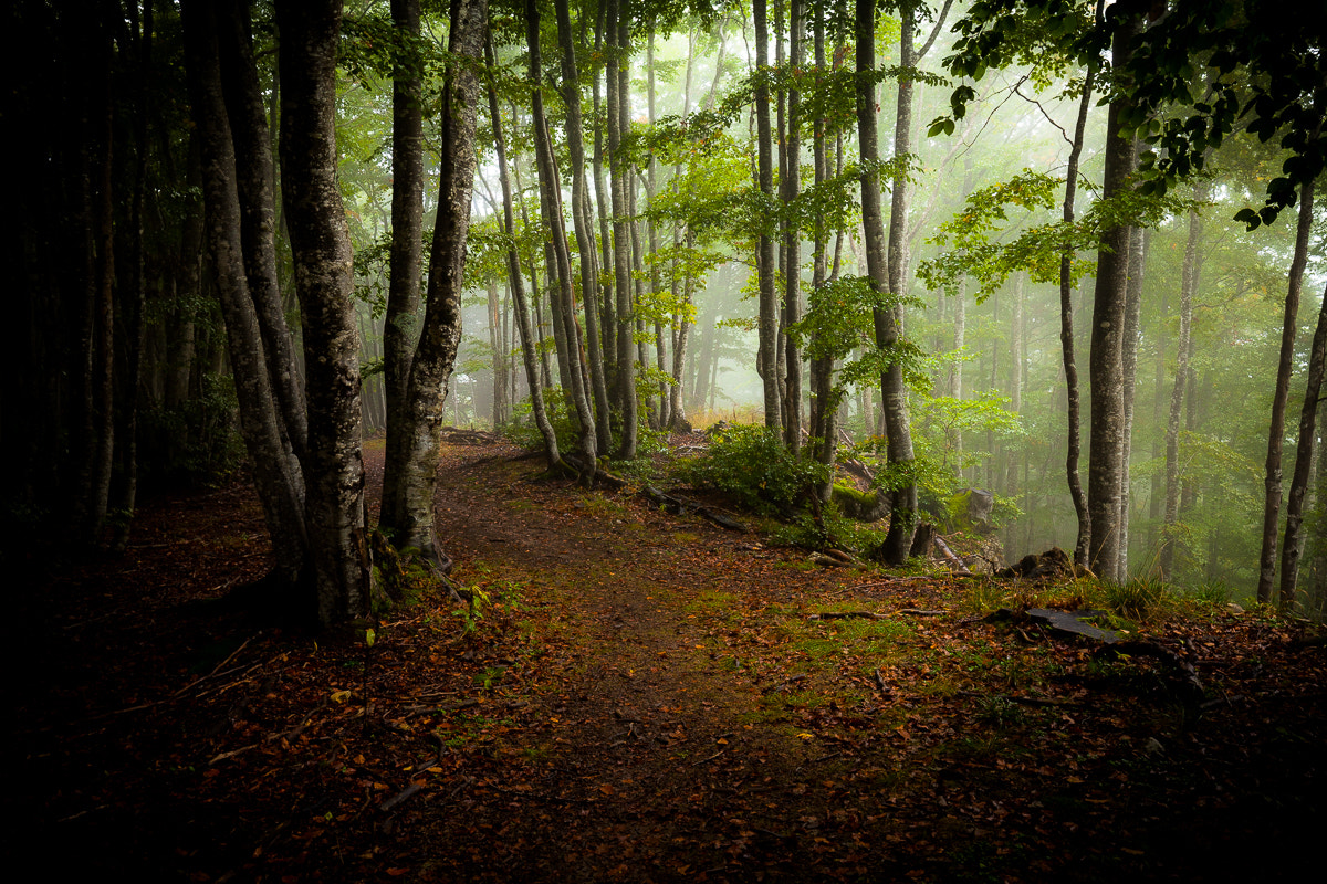 King in the forest by Vincent Favre / 500px