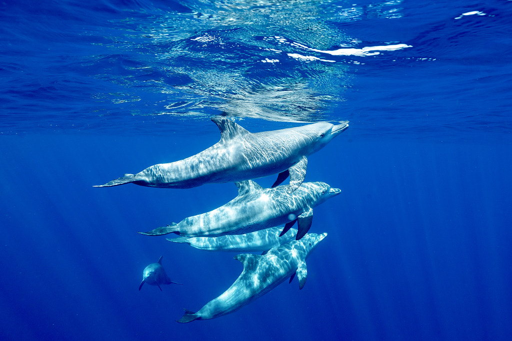 High angle view of fish swimming in sea by Serge MELESAN / 500px