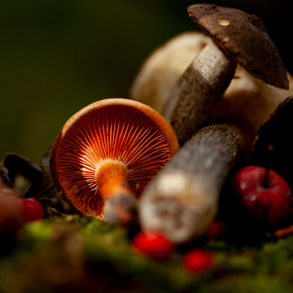 Les dessous d'un champignon . by Andre Villeneuve / 500px