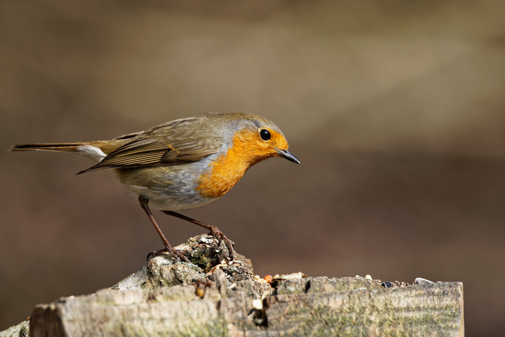 Another Robin by Jürgen Daum / 500px