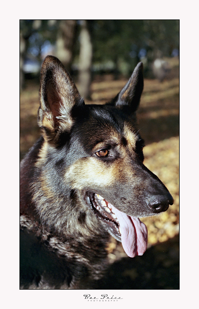 Close-Up Portrait of a German Shepherd Dog Outdoors | nature photo by ...