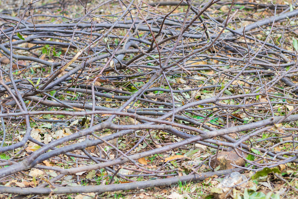 hardwood cut tree trunks stacked in a forest by Nadji Boukhabla / 500px