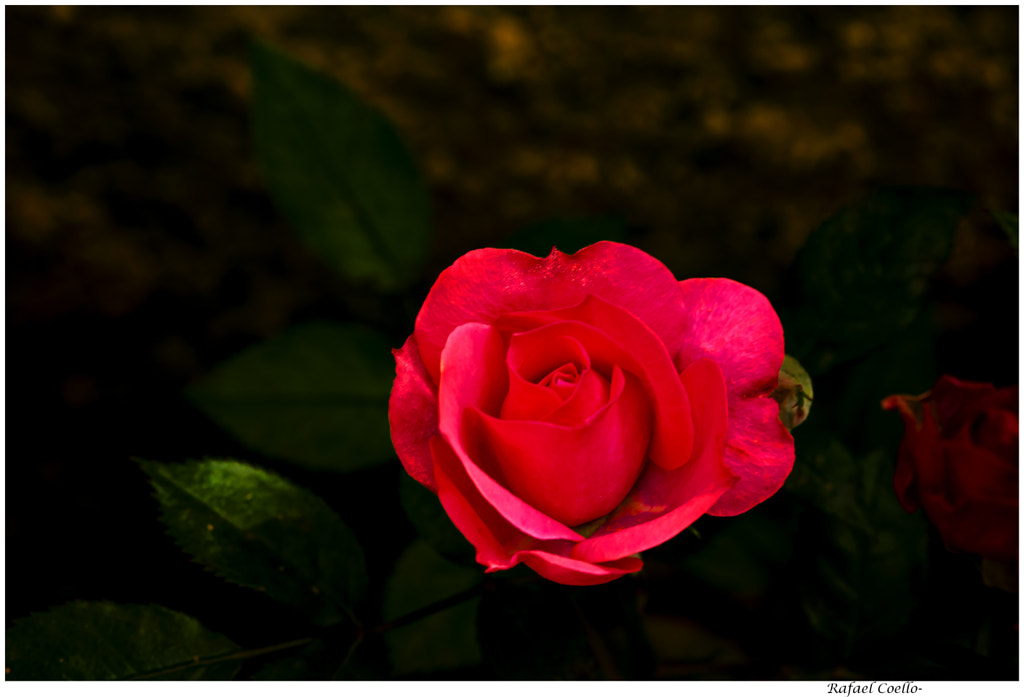 FLORES by Rafael Coello / 500px