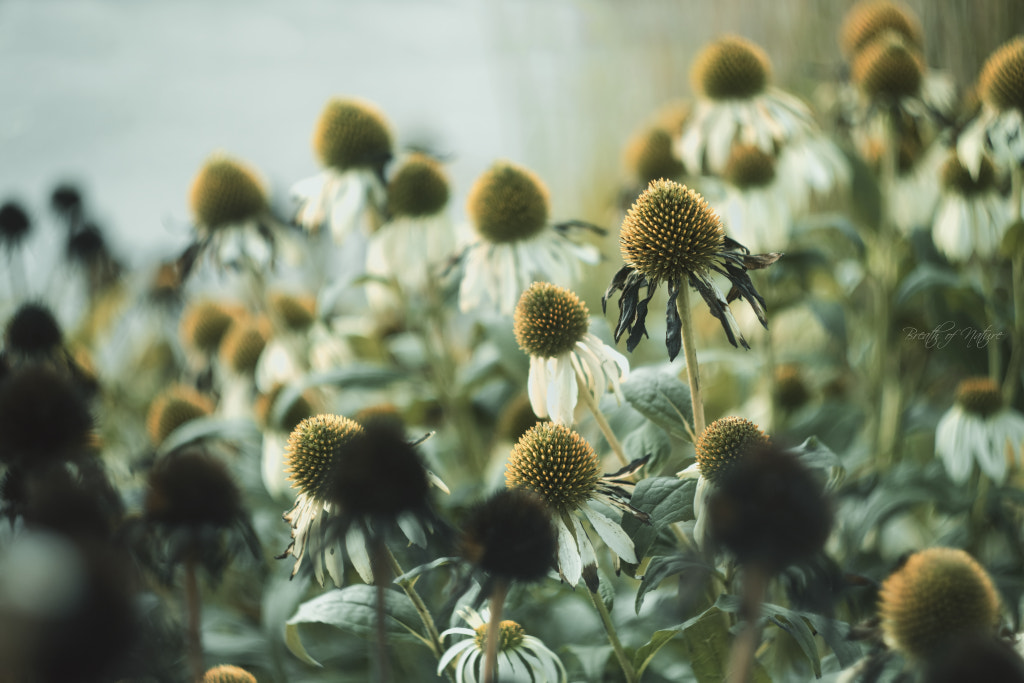 the smell of autumn by Breath of Nature / 500px