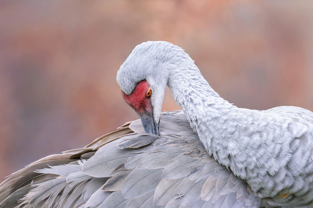 Close-Up Of A Sandhill Crane Preening On An Autumn Day by Adrienne ...